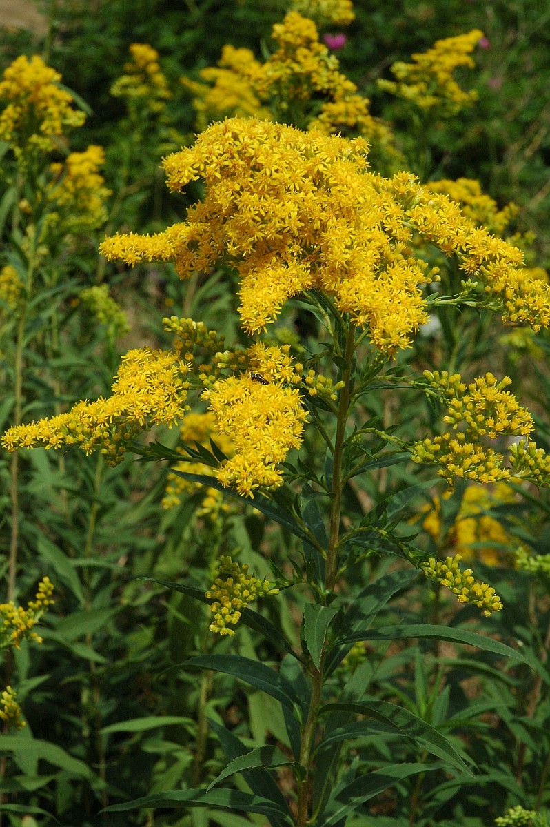 Solidago canadensis, Canadian Goldenrod